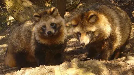 Canidae - New World Encyclopedia