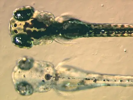 Chromatophore - New World Encyclopedia