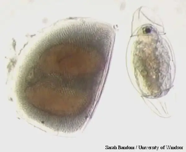 Daphnia - New World Encyclopedia