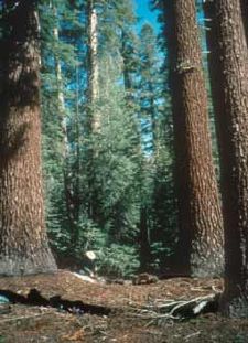 Sierra Nevada (U.S.) - New World Encyclopedia