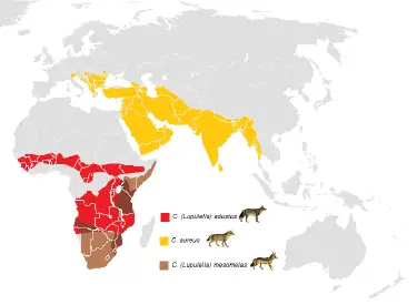 Jackal - New World Encyclopedia