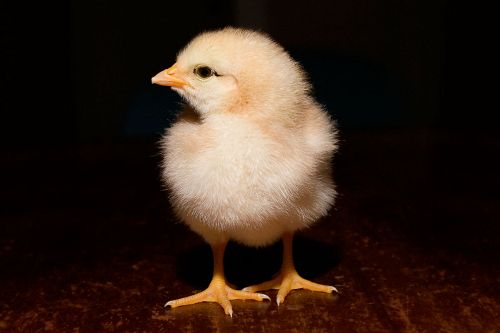 Chicken - New World Encyclopedia