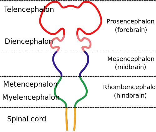 Hindbrain - New World Encyclopedia