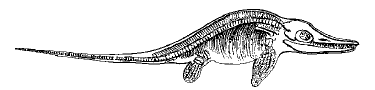 Ichthyosaur - New World Encyclopedia