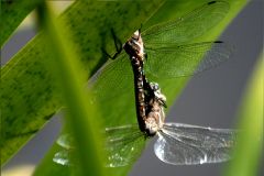 Dragonfly - New World Encyclopedia