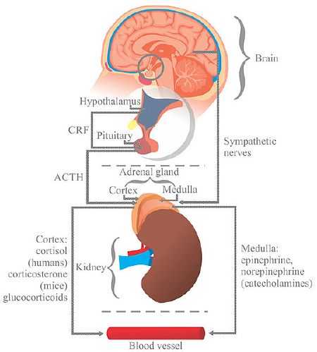 Stress (biology) - New World Encyclopedia