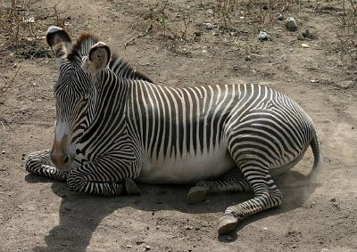 Grevy's zebra - New World Encyclopedia