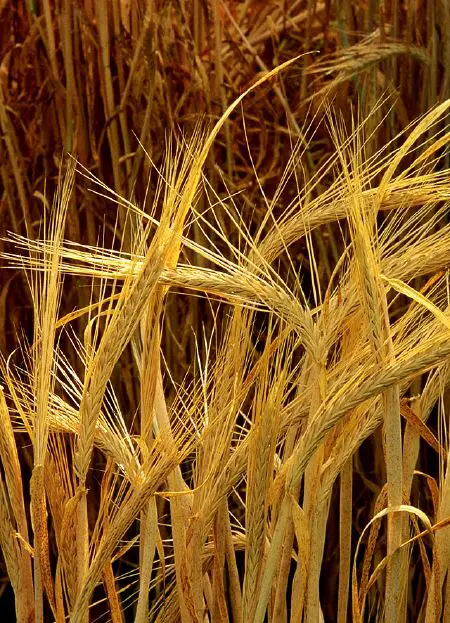 Barley - New World Encyclopedia