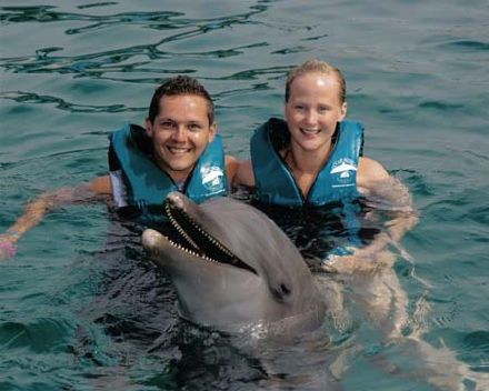 Dolphin - New World Encyclopedia
