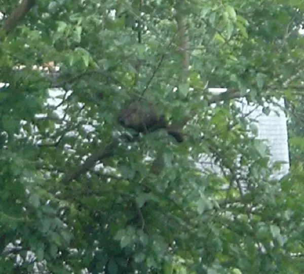 Groundhog - New World Encyclopedia