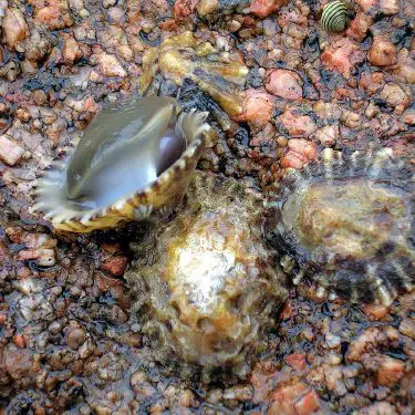 Limpet - New World Encyclopedia