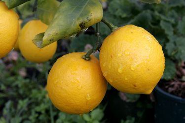 Citrus - New World Encyclopedia