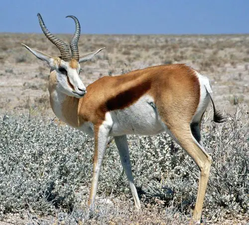 Antelope - New World Encyclopedia