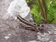 Grasshopper - New World Encyclopedia