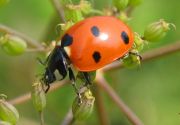 Coccinellidae - New World Encyclopedia