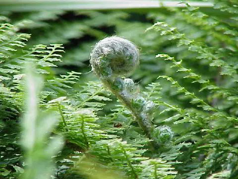Fern - New World Encyclopedia