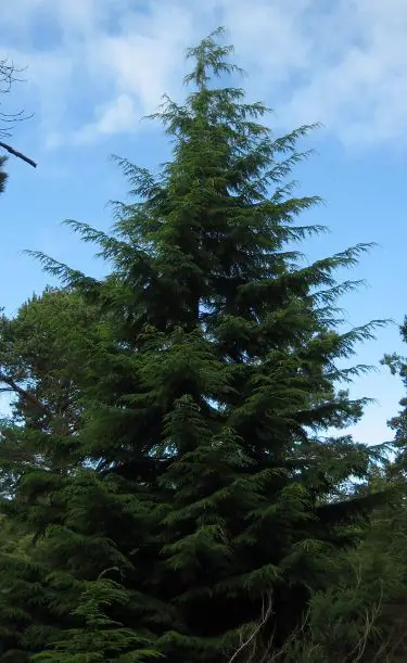 Hemlock - New World Encyclopedia