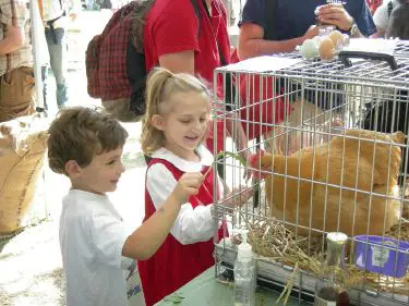 Chicken - New World Encyclopedia