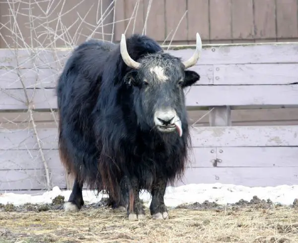 Yak - New World Encyclopedia
