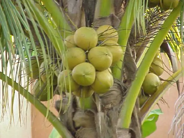 Coconut - New World Encyclopedia