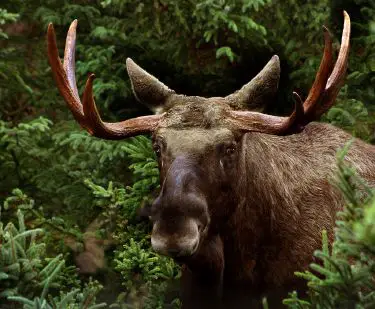 Moose - New World Encyclopedia