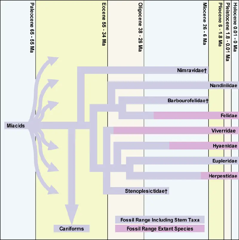 Feliformia - New World Encyclopedia