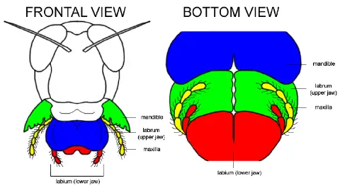 Caelifera - New World Encyclopedia
