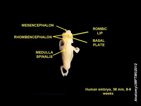 Spinal cord - New World Encyclopedia