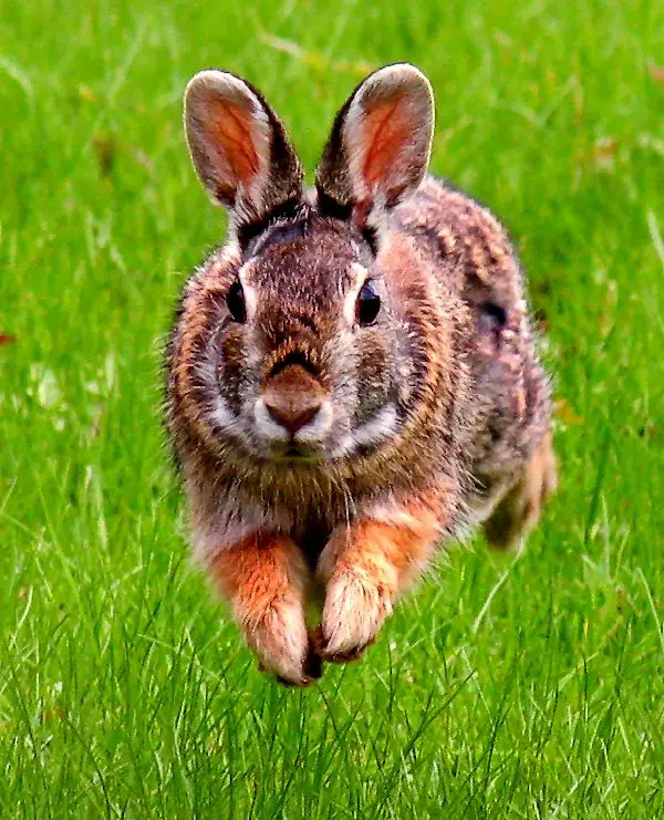 Lagomorpha - New World Encyclopedia