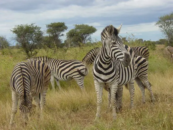 Zebra - New World Encyclopedia