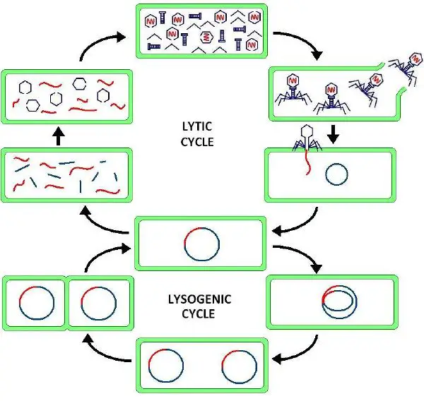 Lytic cycle - New World Encyclopedia