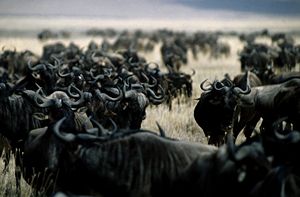 Wildebeest - New World Encyclopedia