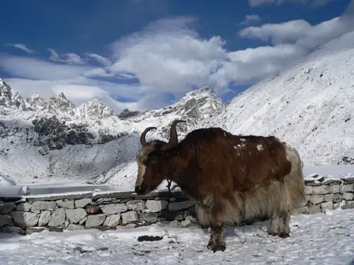 Yak - New World Encyclopedia