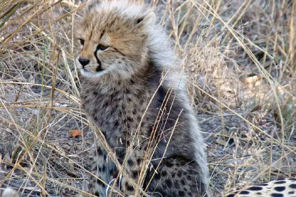 Cheetah - New World Encyclopedia