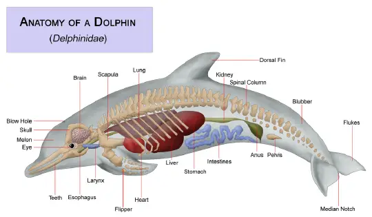 Dolphin - New World Encyclopedia