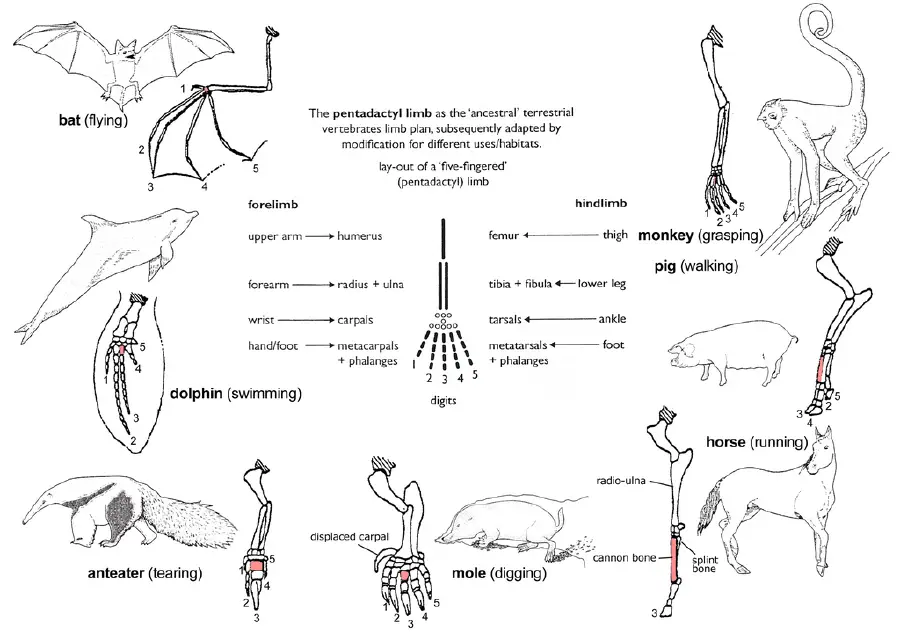 Homology (biology) - New World Encyclopedia