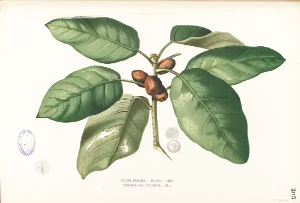 Fig - New World Encyclopedia
