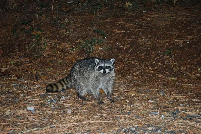 Raccoon - New World Encyclopedia
