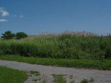 Salt marsh - New World Encyclopedia