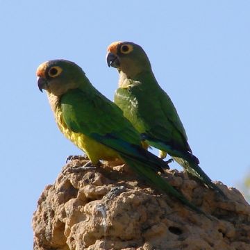 Parrot - New World Encyclopedia