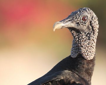 New World vulture - New World Encyclopedia