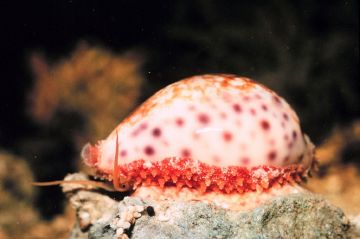 Gastropod - New World Encyclopedia