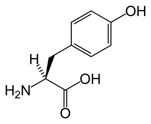 Catecholamine - New World Encyclopedia