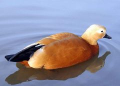 Duck - New World Encyclopedia
