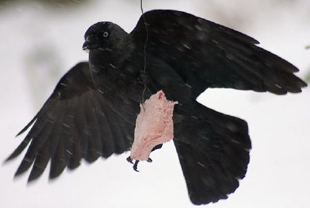 Jackdaw - New World Encyclopedia