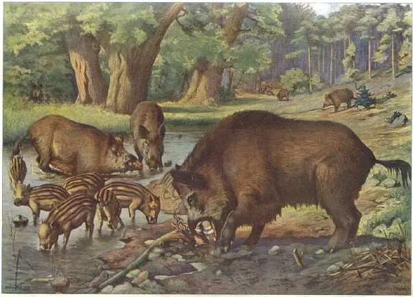 Pig - New World Encyclopedia