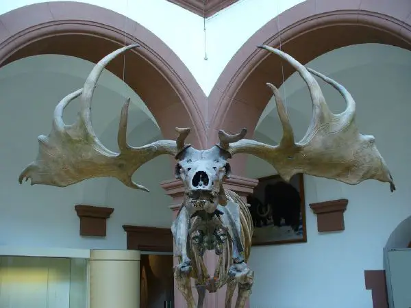 Irish Elk - New World Encyclopedia