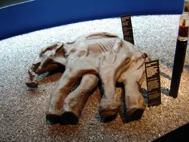 Woolly mammoth - New World Encyclopedia