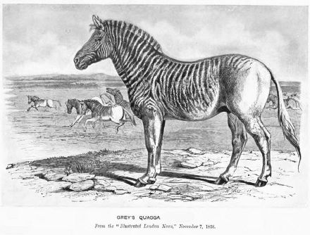 Quagga - New World Encyclopedia