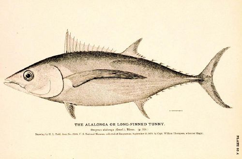 Albacore - New World Encyclopedia